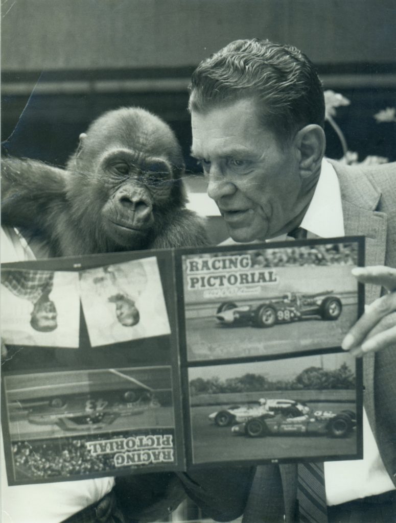 Ivans Life By Ron Irwin - Ivan the Gorilla - Beloved Ivan